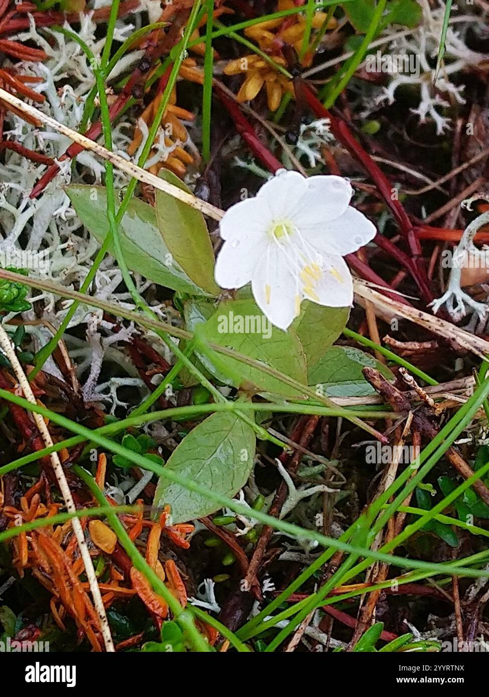 Arctic Starflower (Lysimachia europaea Stock Photo - Alamy