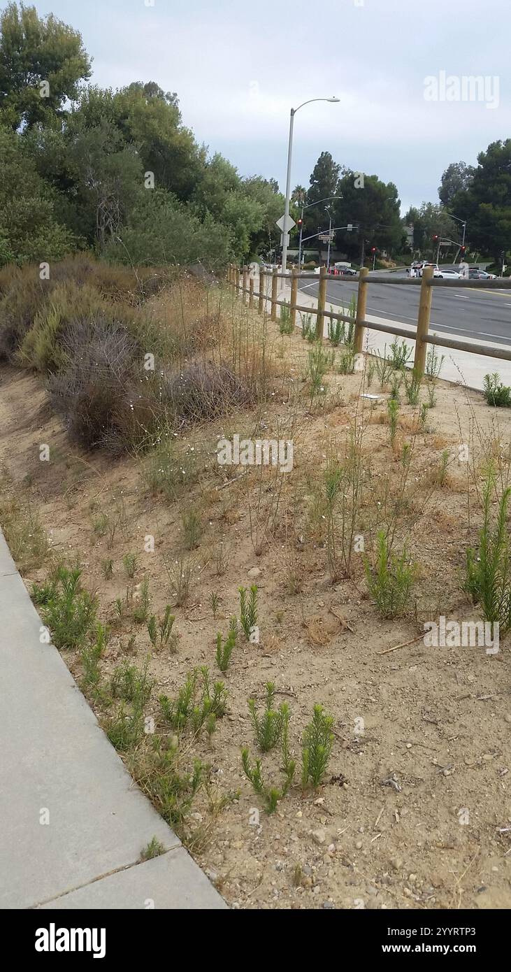San Diego Wirelettuce (Stephanomeria diegensis Stock Photo - Alamy