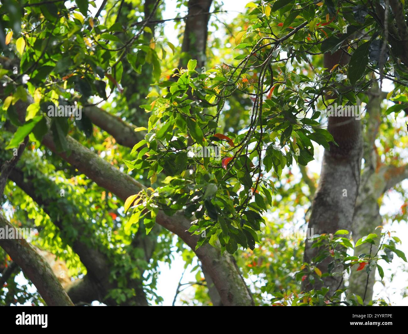 Ceylon olive (Elaeocarpus serratus Stock Photo - Alamy