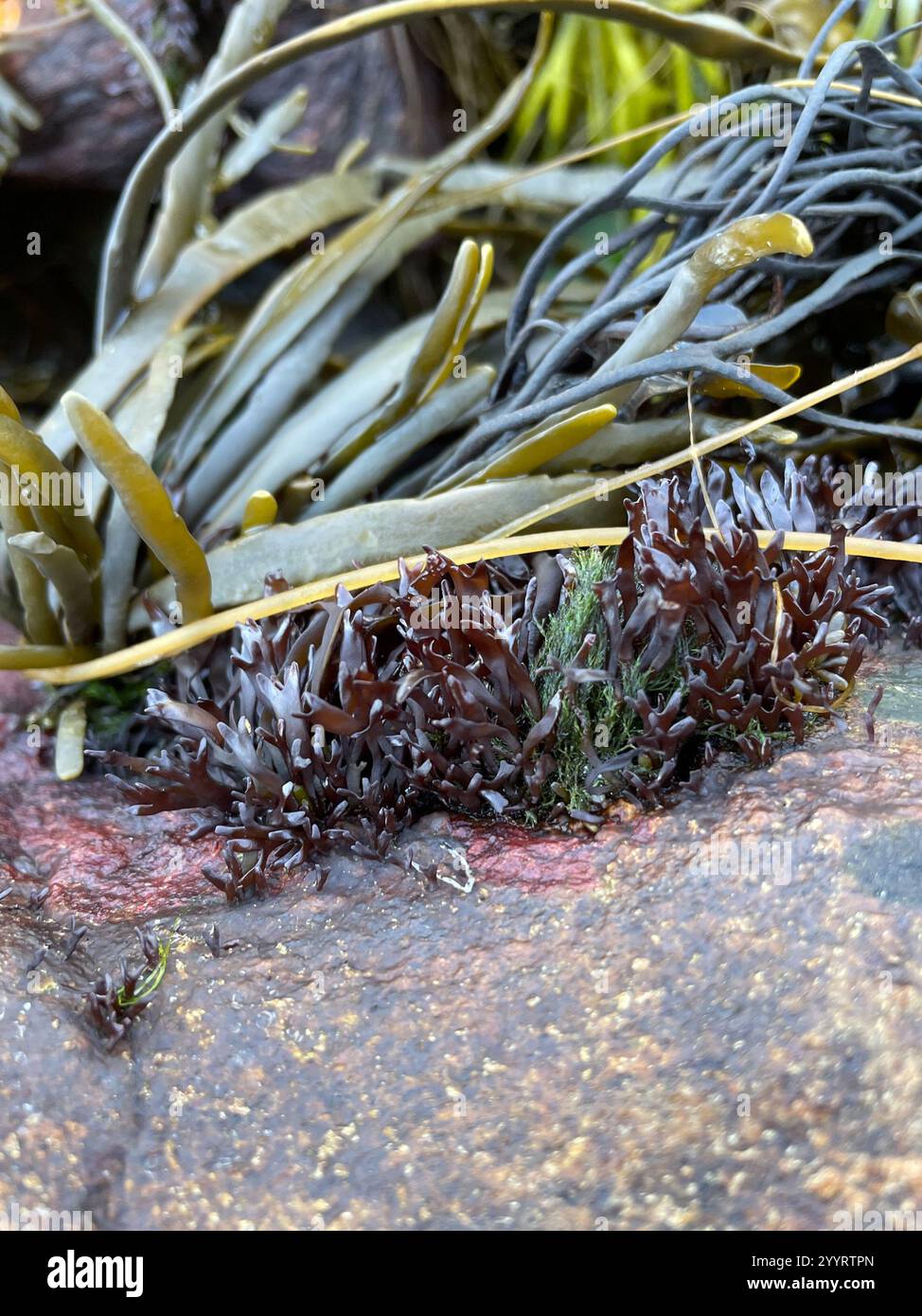 encrusting red algae (Mastocarpus Stock Photo - Alamy