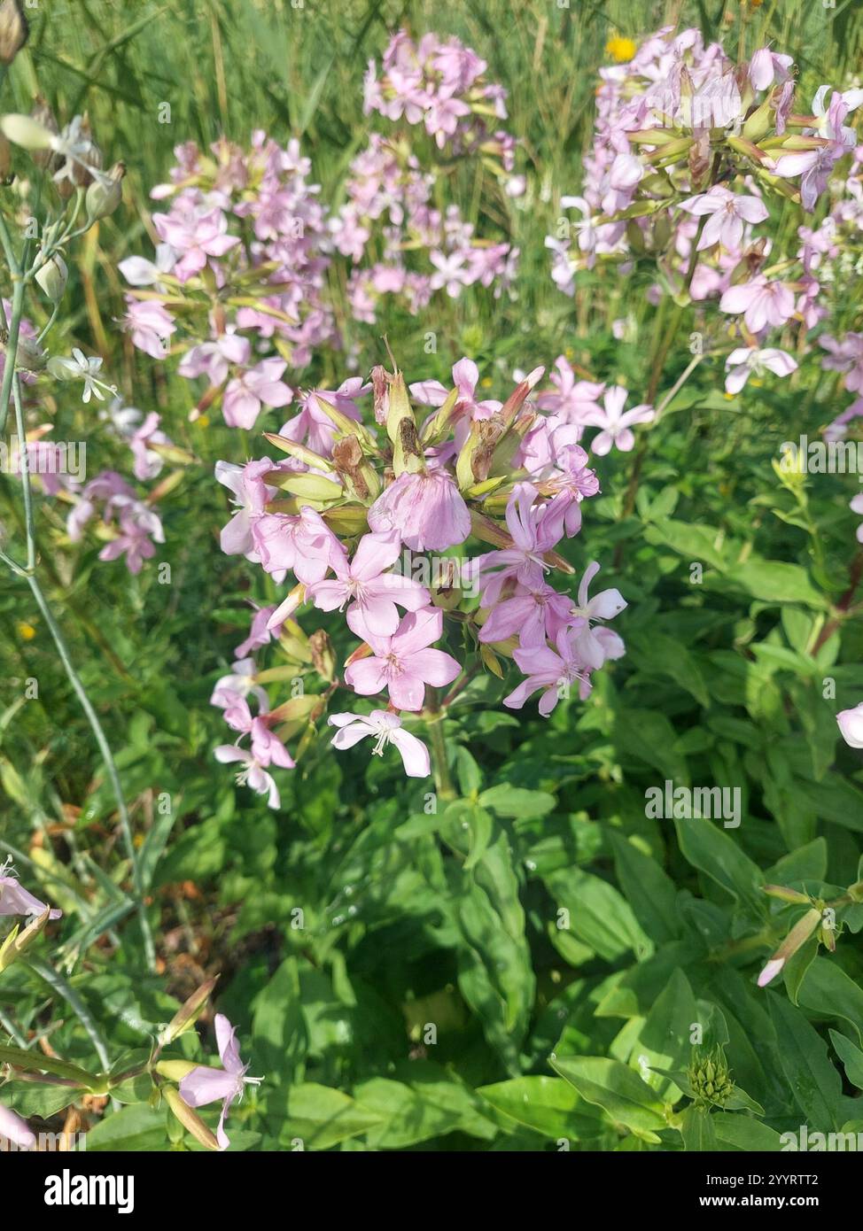 common soapwort (Saponaria officinalis Stock Photo - Alamy