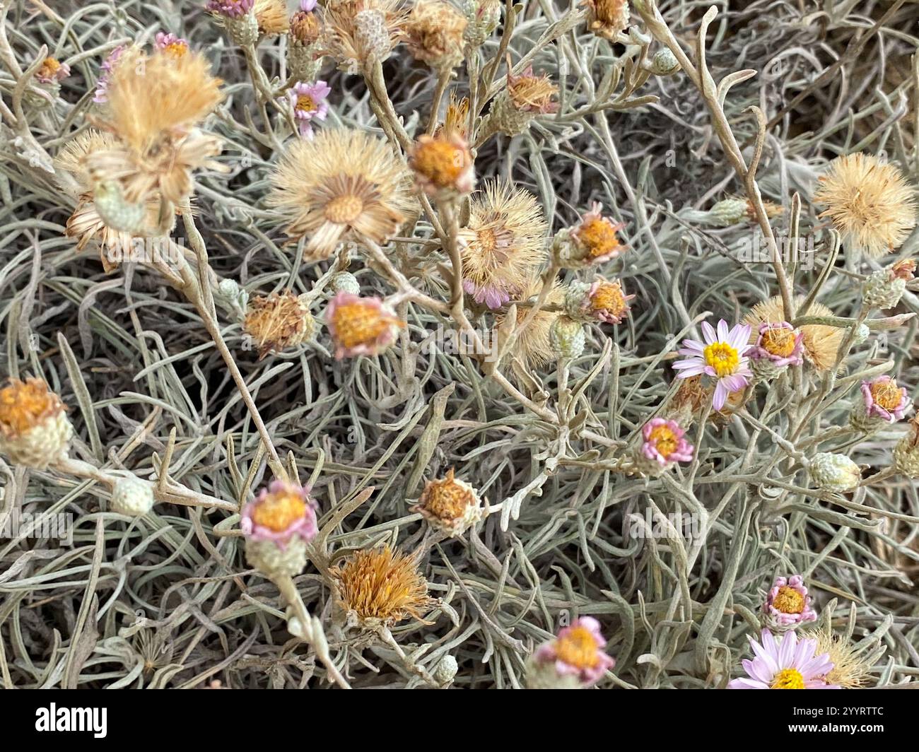 California Aster (Corethrogyne filaginifolia Stock Photo - Alamy