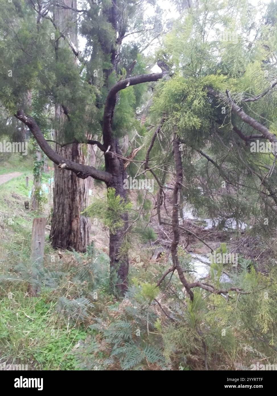 Exocarpos cupressiformis hi-res stock photography and images - Alamy