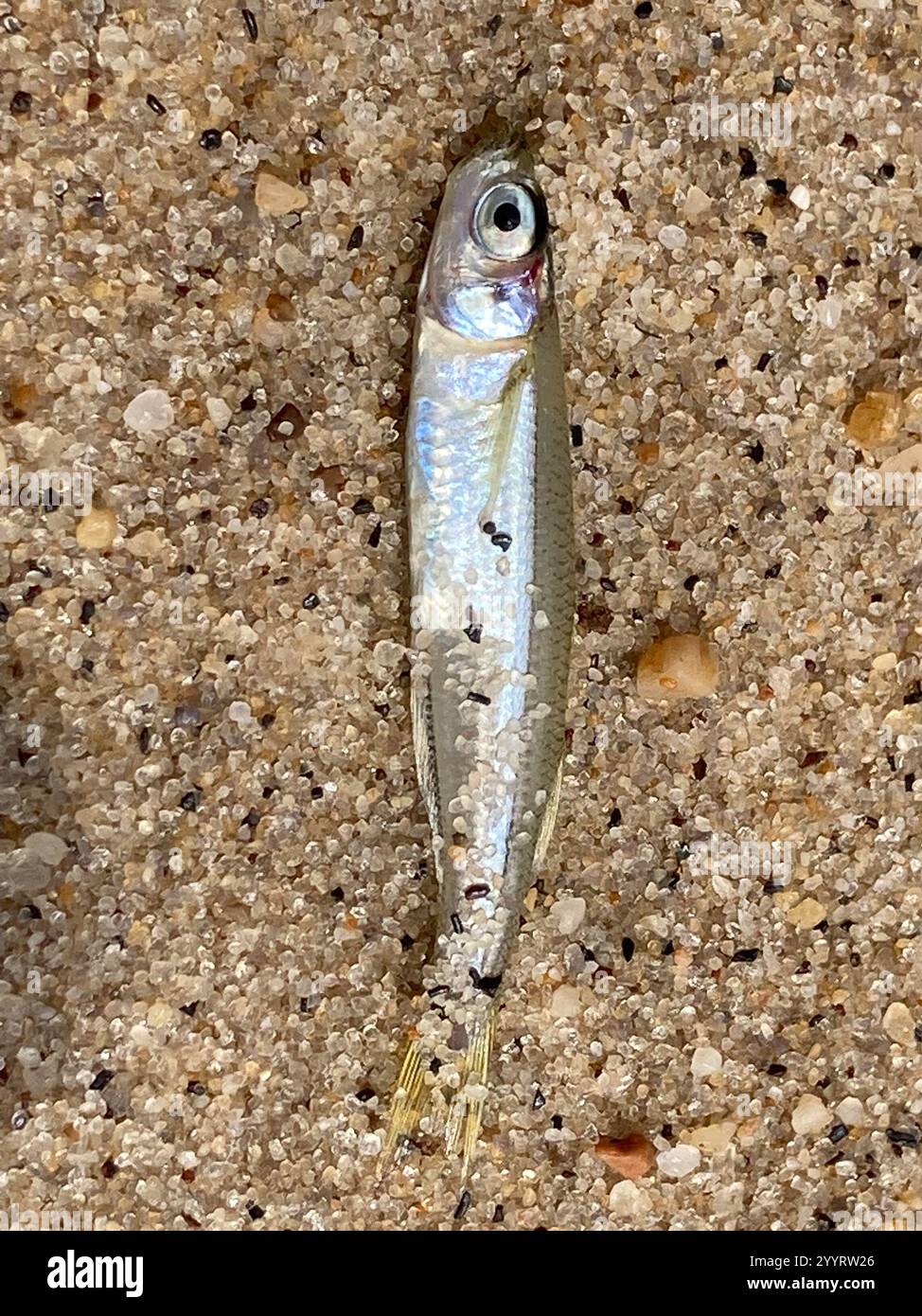 Ray-finned Fishes (Actinopterygii Stock Photo - Alamy