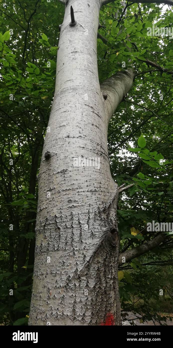 European aspen (Populus tremula Stock Photo - Alamy