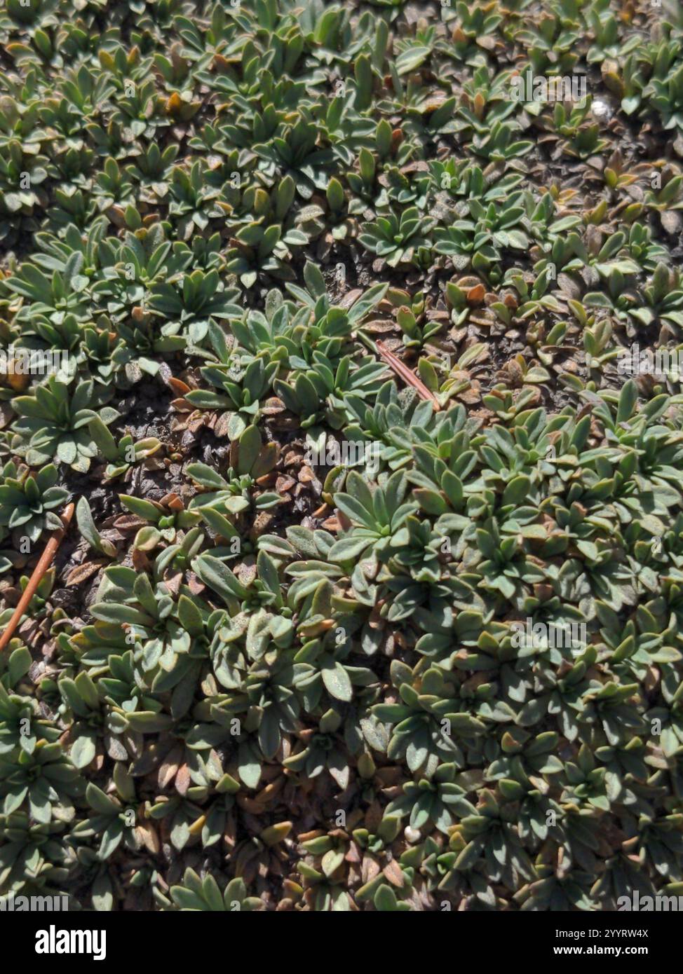 mat rock spiraea (Petrophytum caespitosum Stock Photo - Alamy