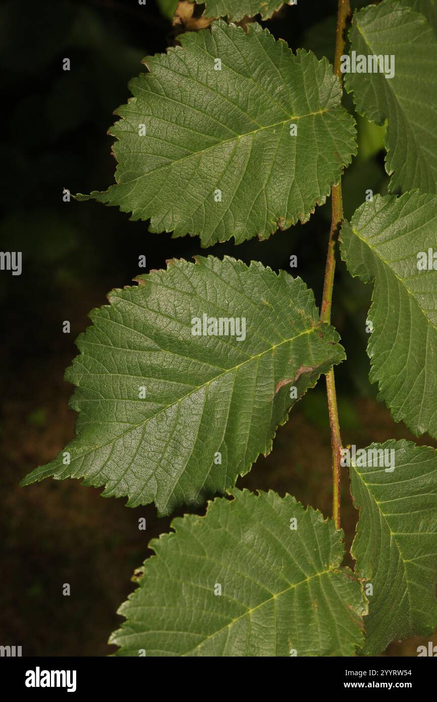 Wych Elm (Ulmus glabra Stock Photo - Alamy