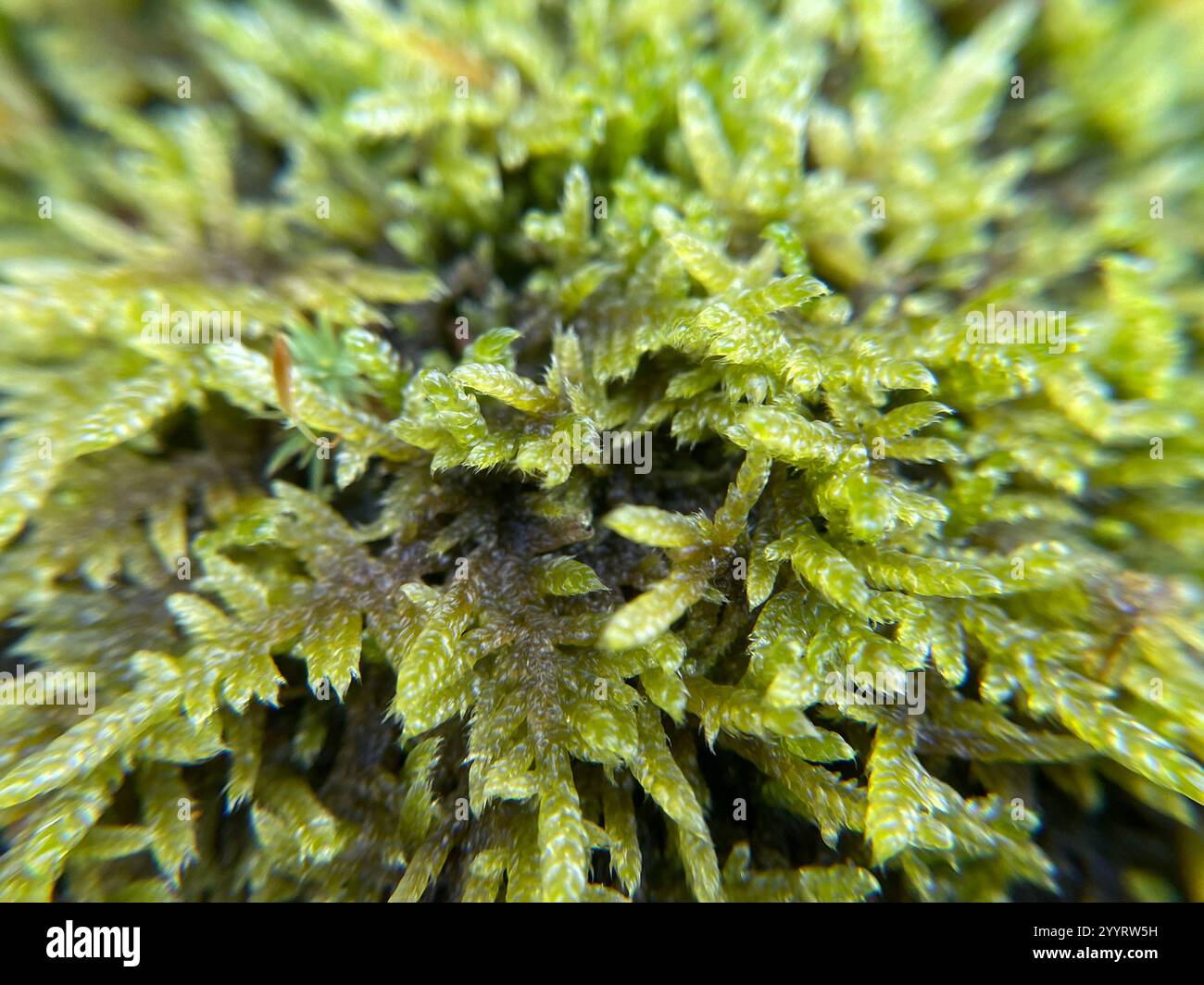 Cypress-leaved Plait-moss (Hypnum cupressiforme Stock Photo - Alamy