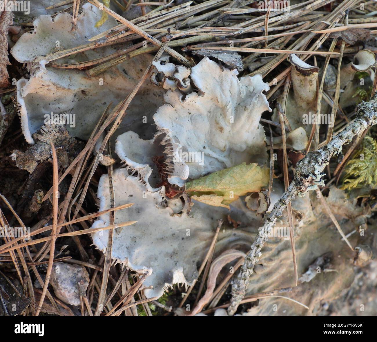 membranous pelt lichen (Peltigera membranacea Stock Photo - Alamy