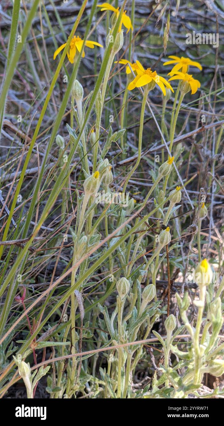 common woolly sunflower (Eriophyllum lanatum Stock Photo - Alamy