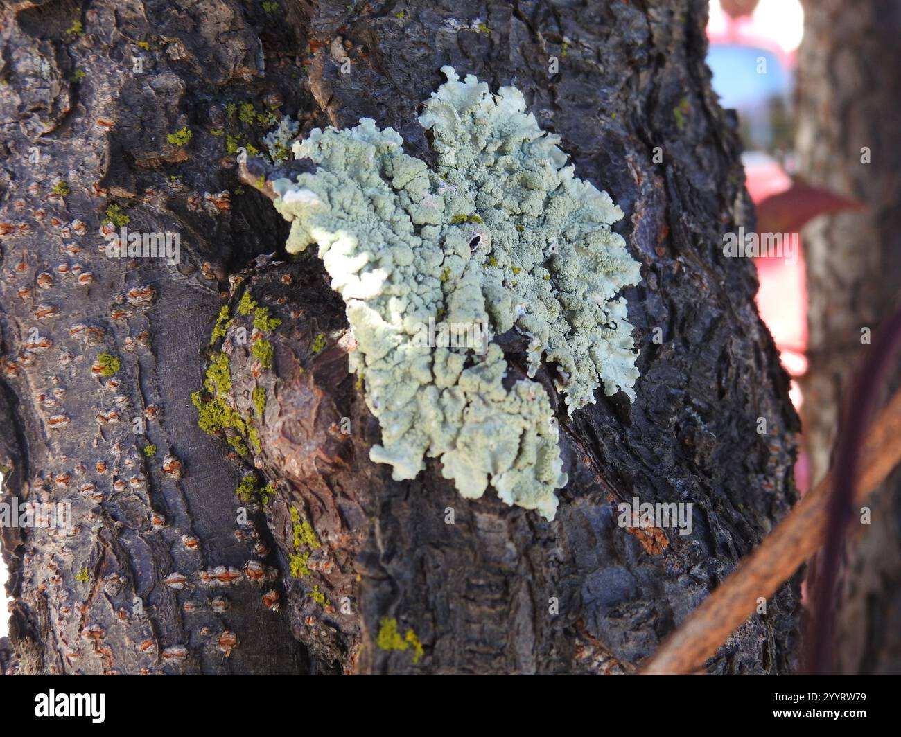 common greenshield lichen (Flavoparmelia caperata Stock Photo - Alamy
