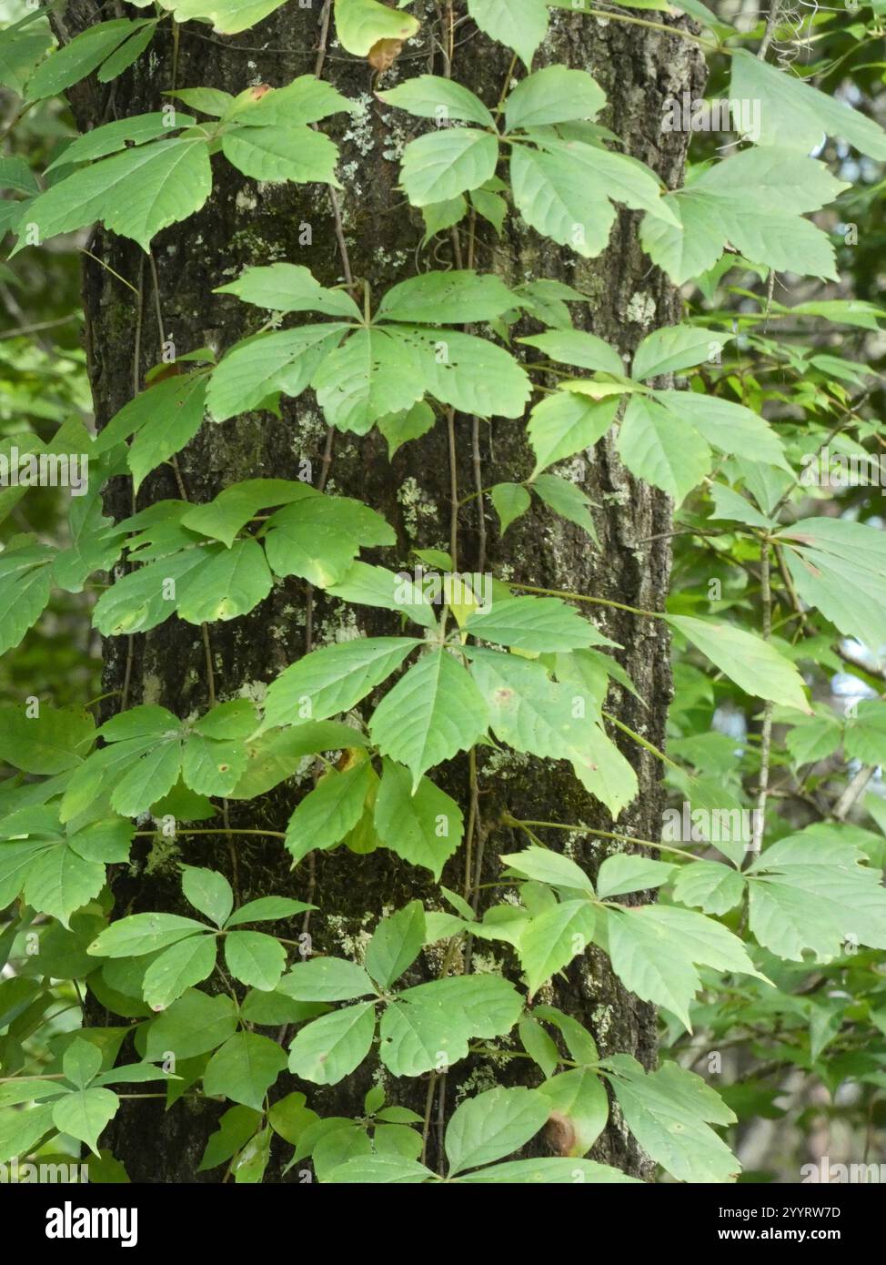 Virginia creeper (Parthenocissus quinquefolia Stock Photo - Alamy