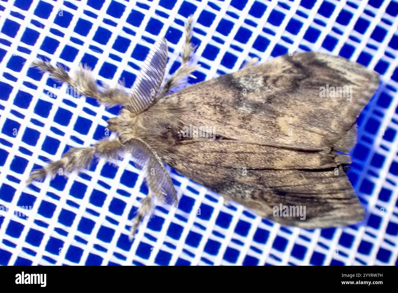 Painted Pine Moth (Orgyia australis Stock Photo - Alamy