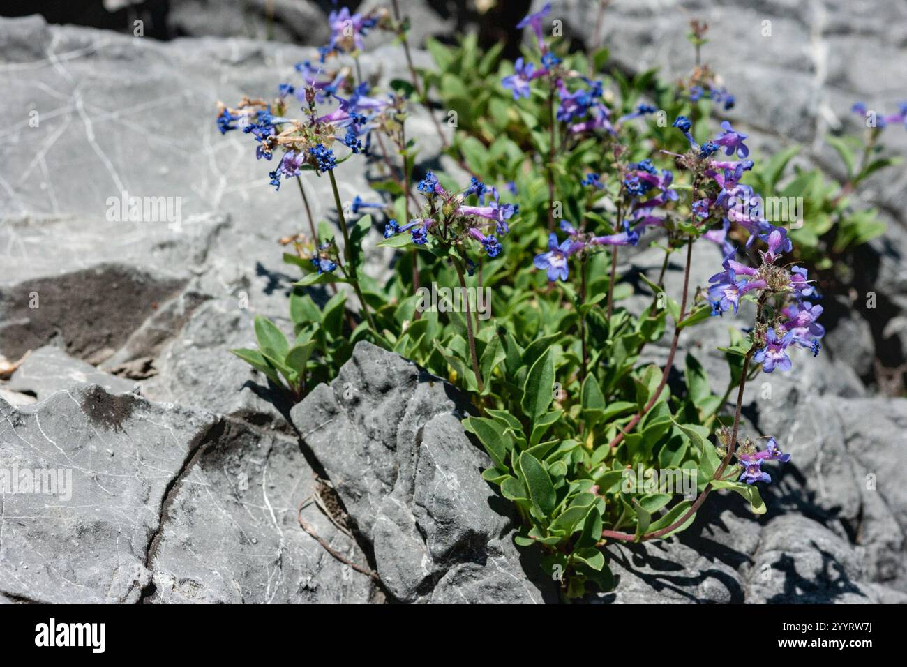 Low Beardtongue (Penstemon humilis Stock Photo - Alamy