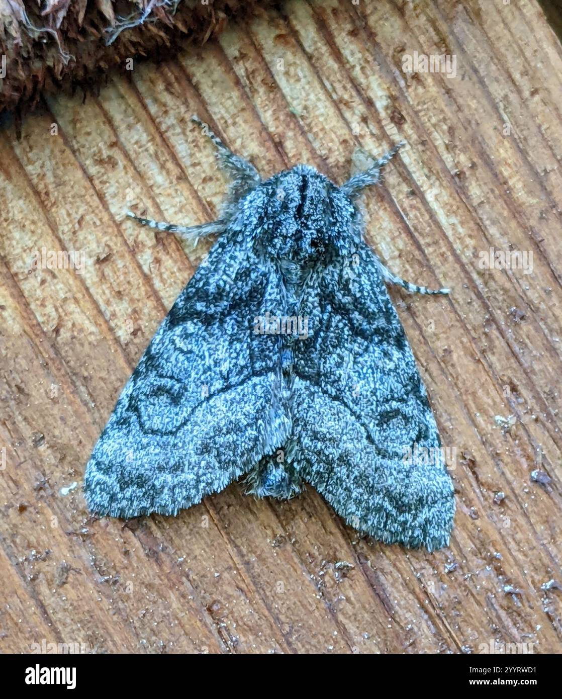 Brother Moth (Raphia frater Stock Photo - Alamy