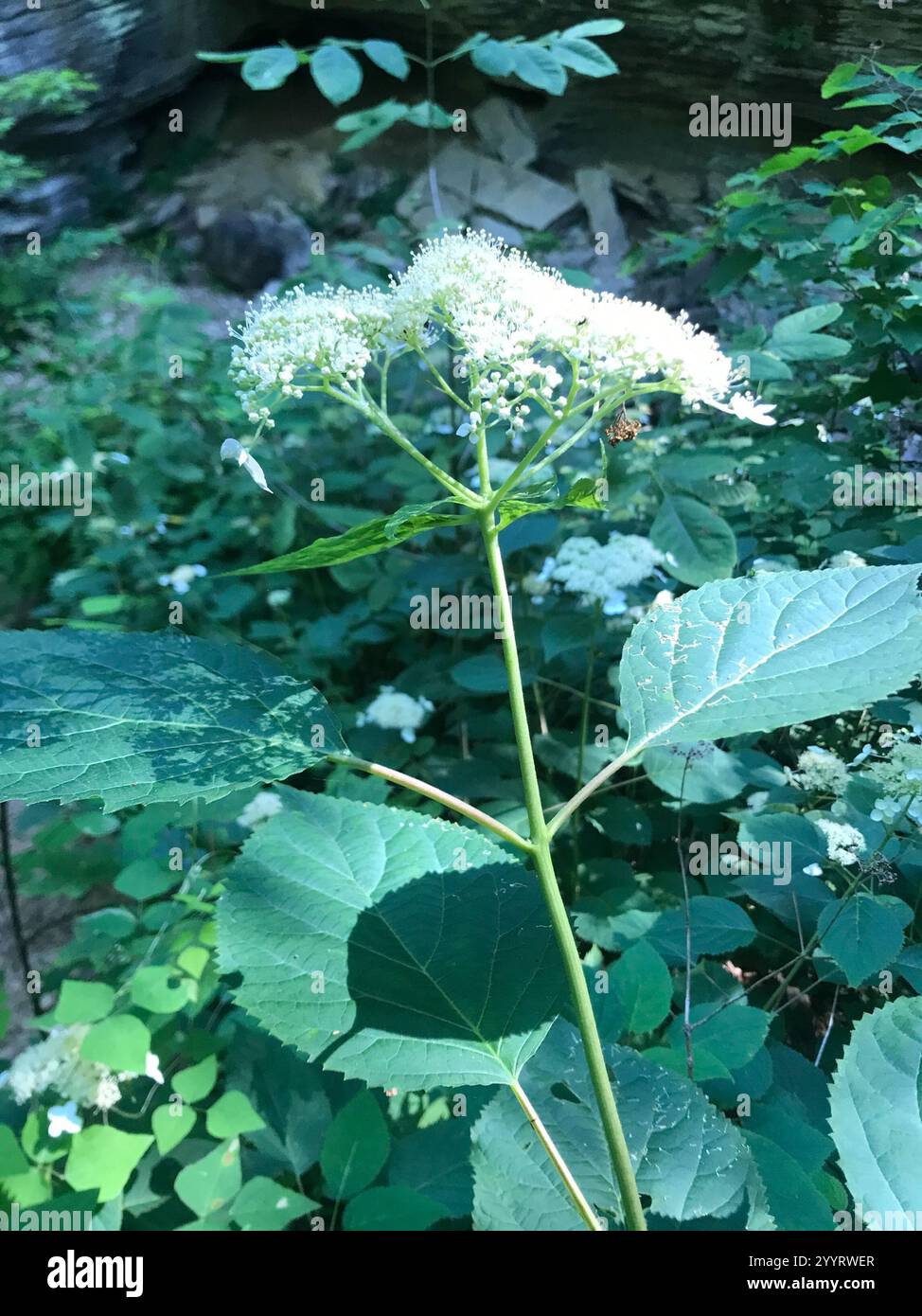 wild hydrangea (Hydrangea arborescens Stock Photo - Alamy