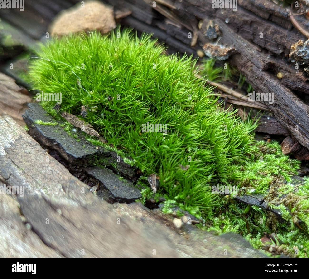 Broom Forkmoss (Dicranum scoparium Stock Photo - Alamy
