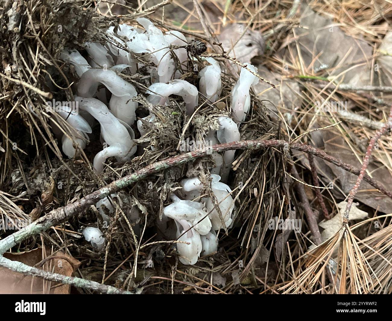 Ghost Pipe (Monotropa uniflora Stock Photo - Alamy