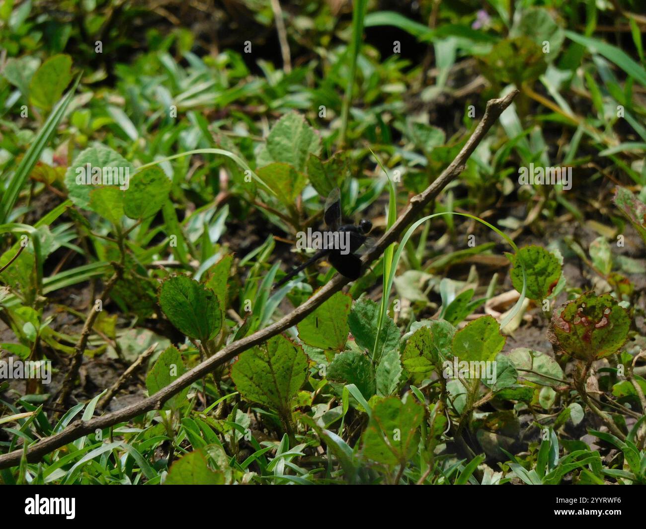 Black-winged Dragonlet (Erythrodiplax funerea Stock Photo - Alamy