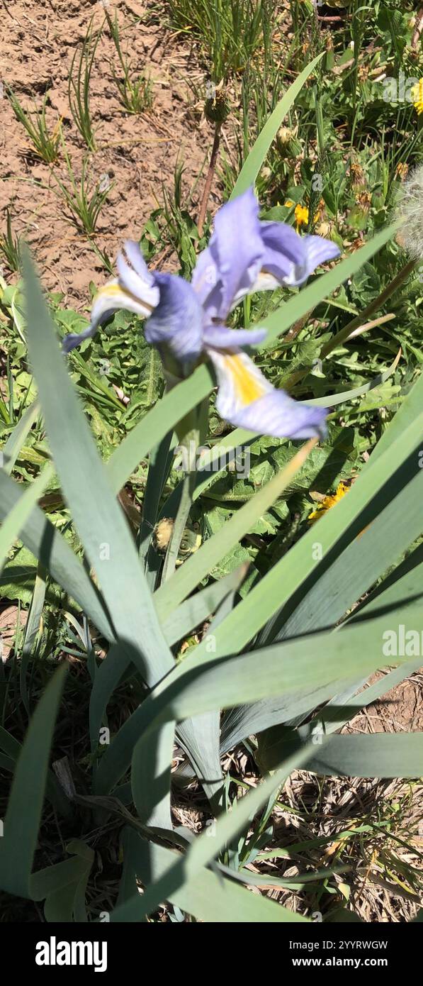 western blue flag (Iris missouriensis Stock Photo - Alamy