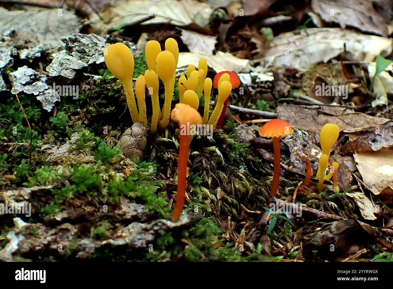 orange earthtongue (Microglossum rufum Stock Photo - Alamy