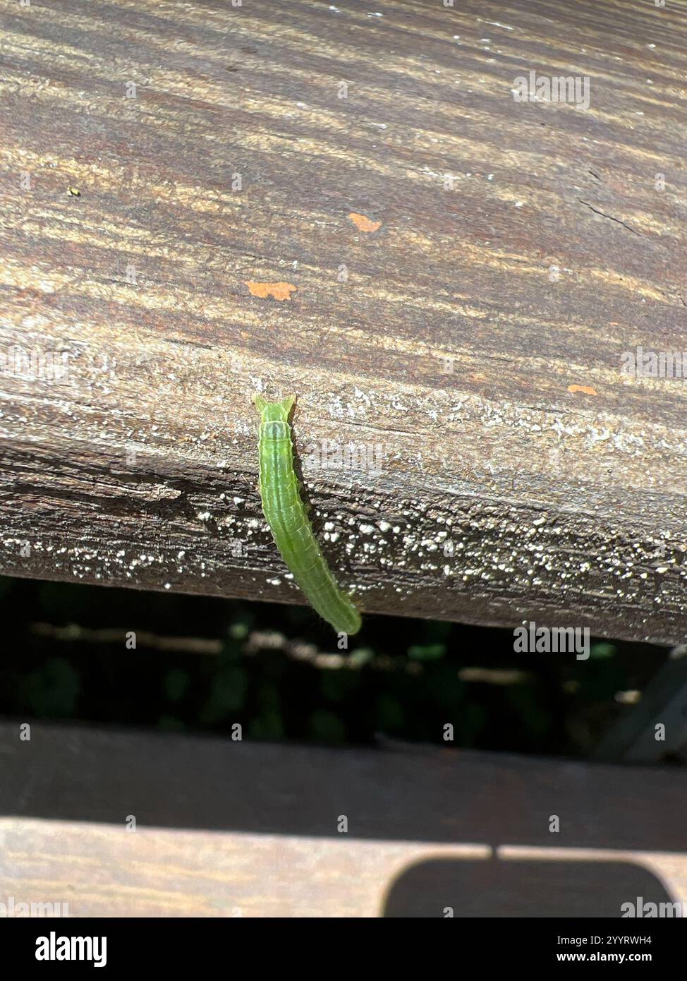 Veiled Ear Moth (Loscopia velata Stock Photo - Alamy
