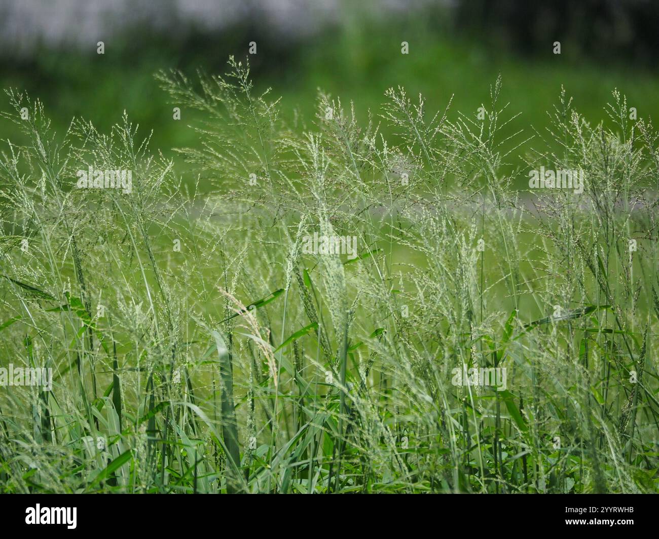 Megathyrsus maximus hi-res stock photography and images - Alamy