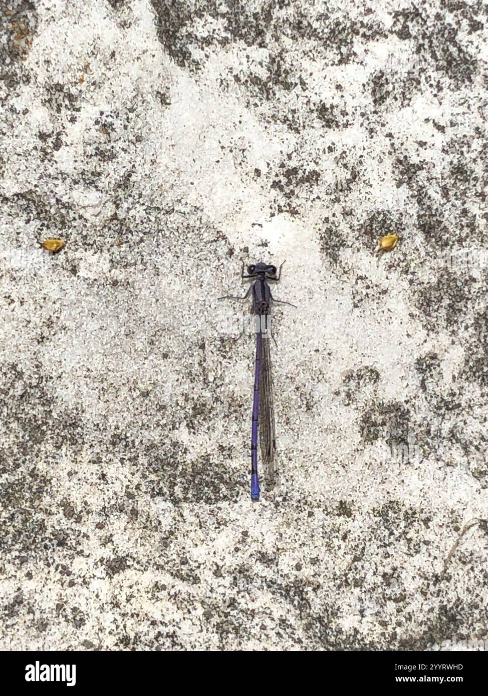 Variable Dancer (Argia fumipennis Stock Photo - Alamy