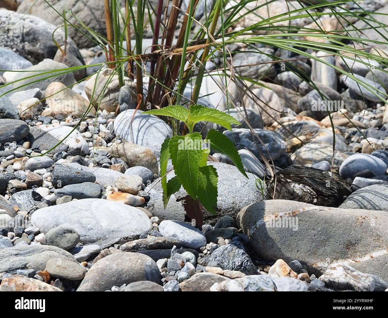Austroeupatorium inulifolium hi-res stock photography and images - Alamy