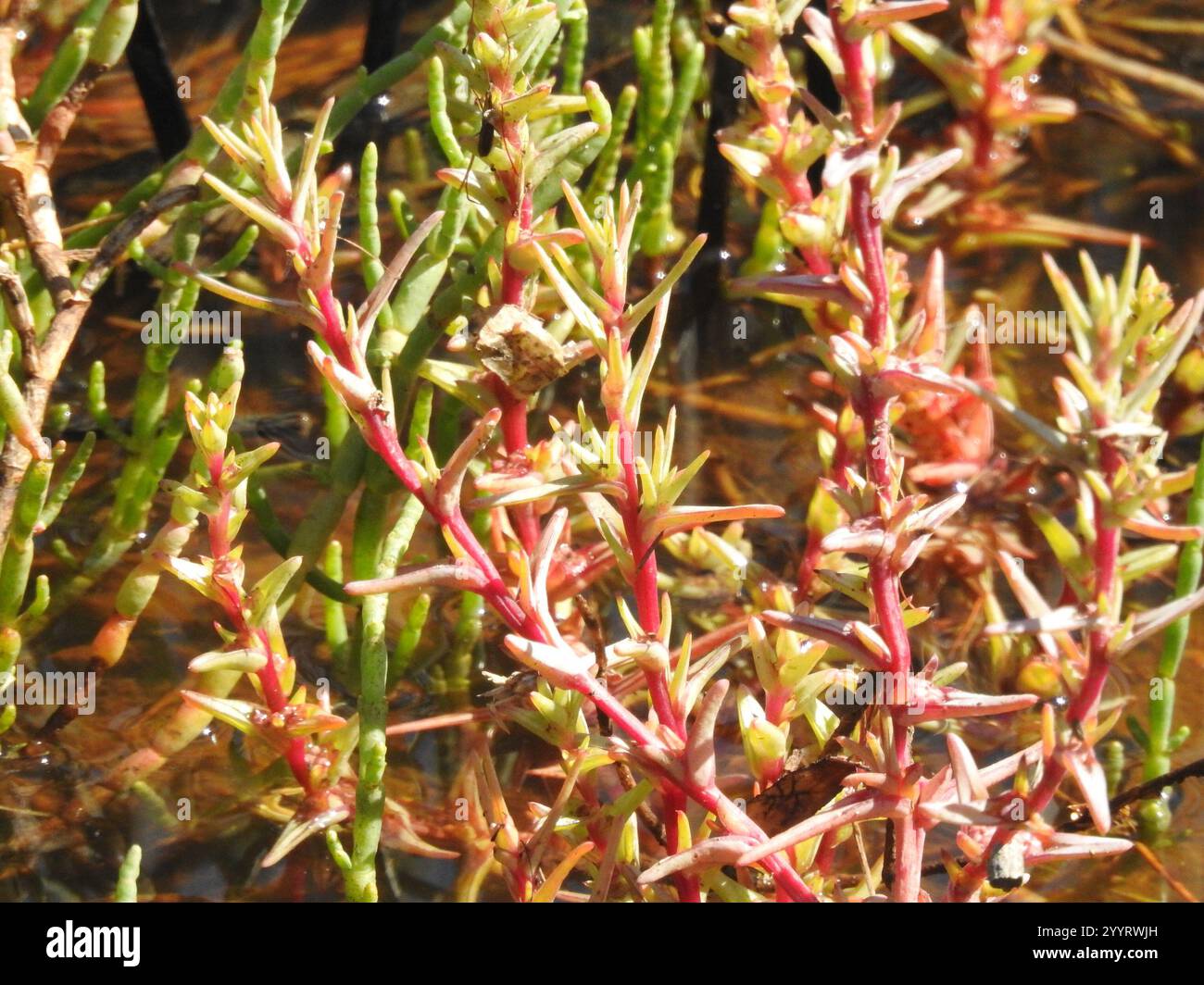 fleshy Russian thistle (Salsola soda Stock Photo - Alamy