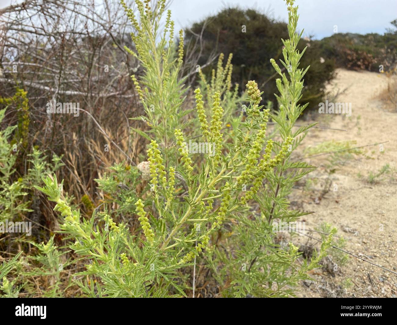 western ragweed (Ambrosia psilostachya Stock Photo - Alamy