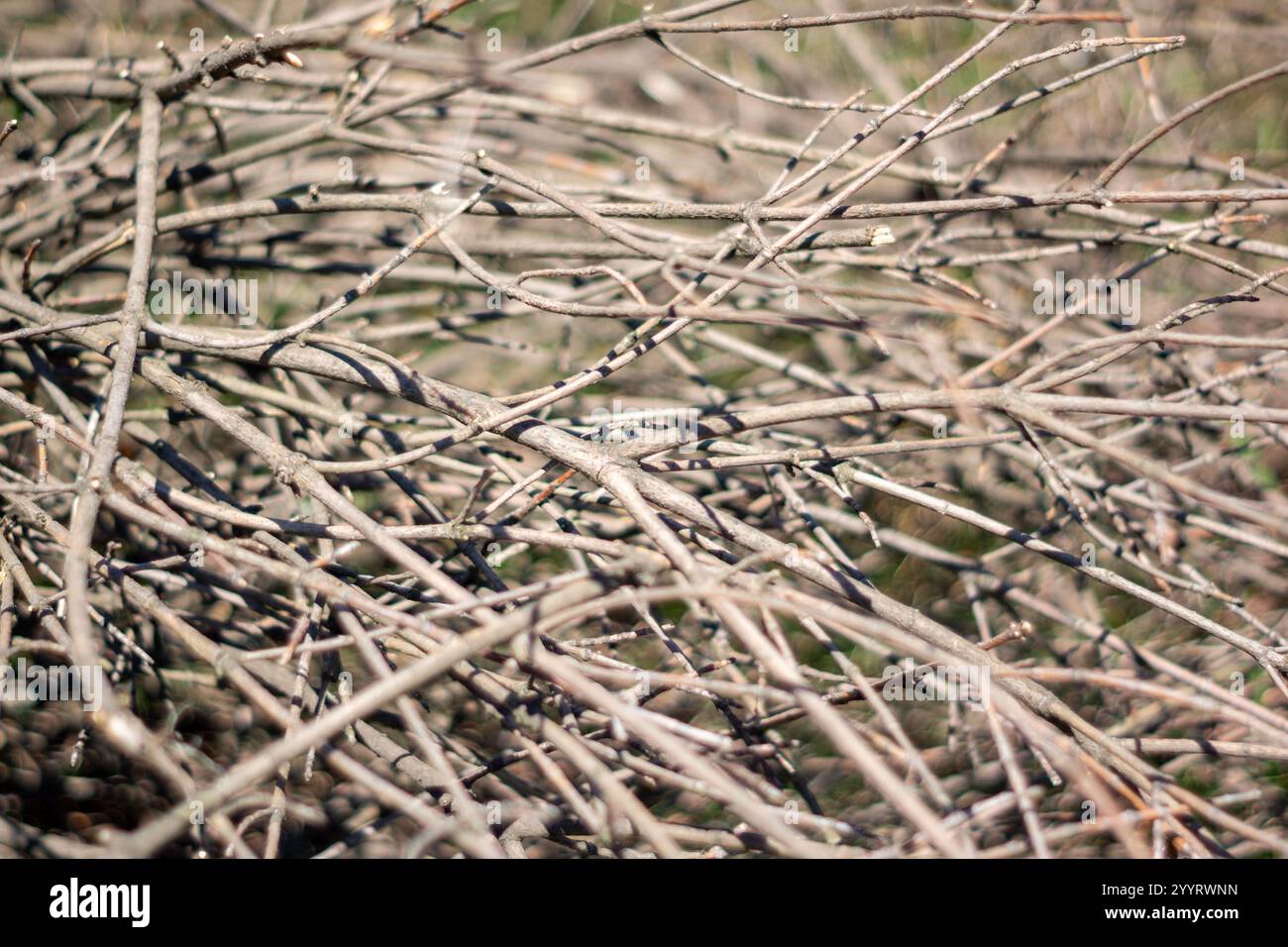 A chaotic collection of dry twigs lies scattered on the ground, basking ...