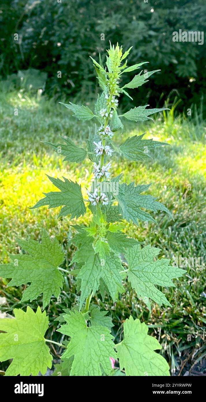 common motherwort (Leonurus cardiaca Stock Photo - Alamy