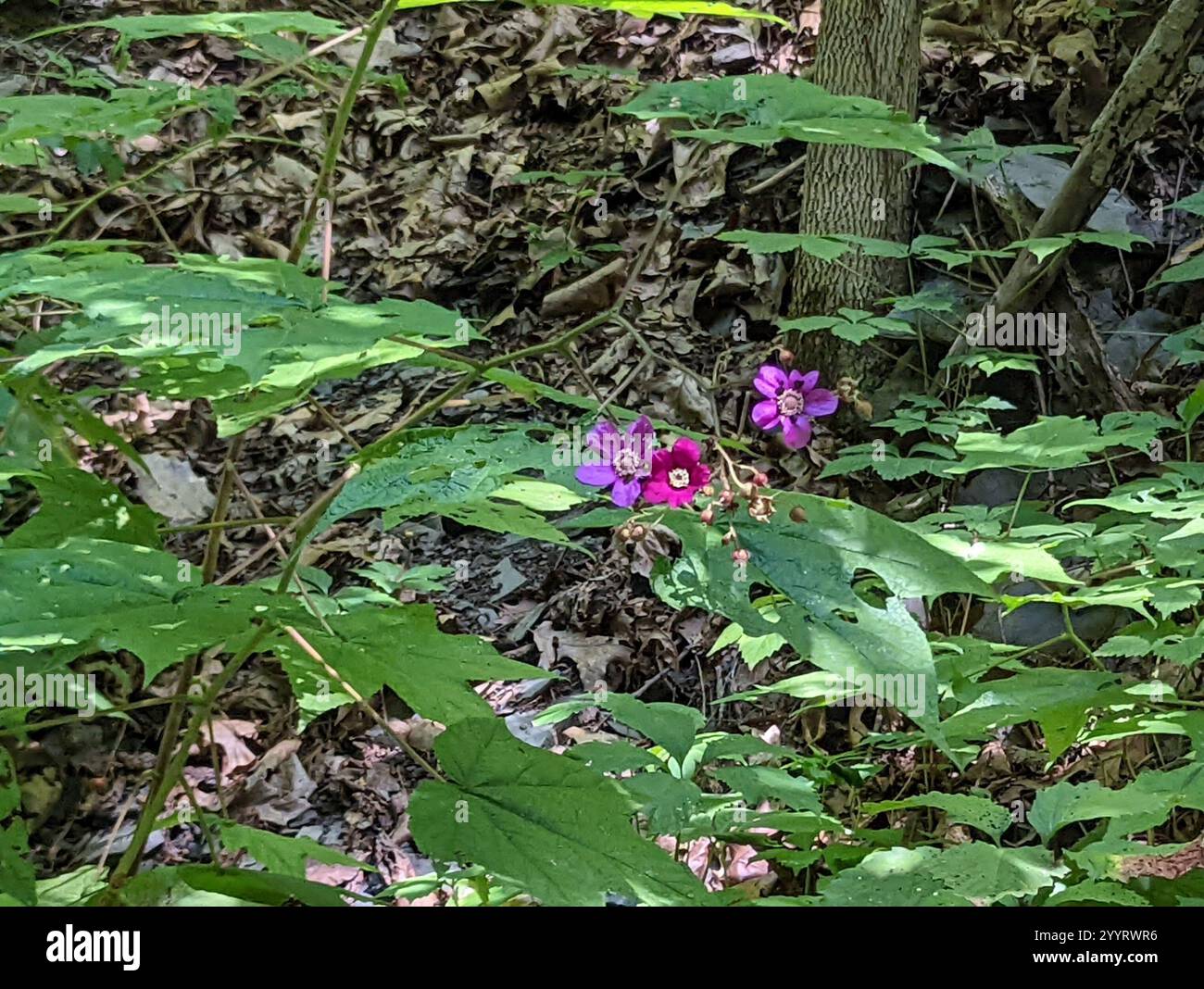 purple-flowered raspberry (Rubus odoratus Stock Photo - Alamy