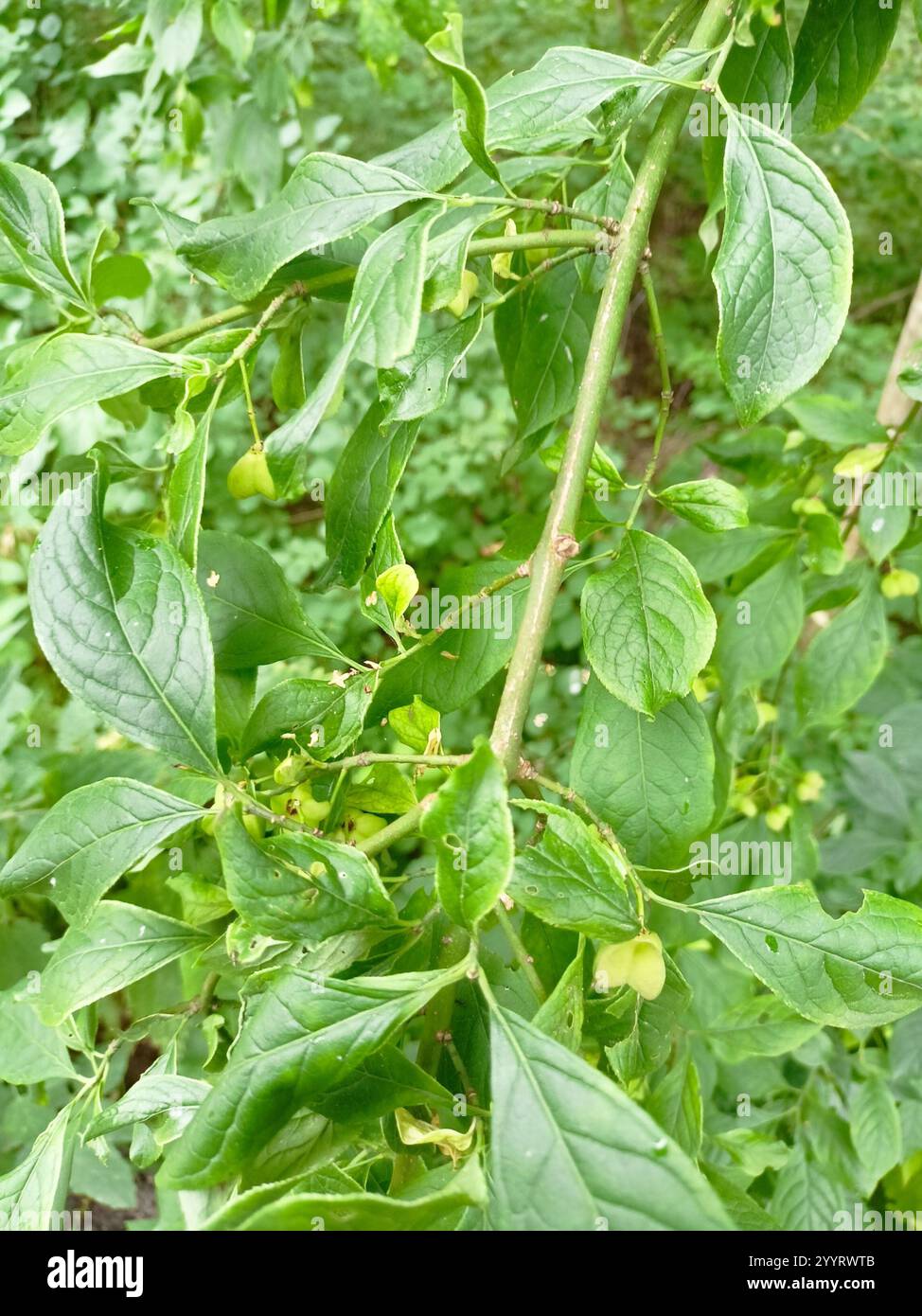 Spindle (Euonymus europaeus Stock Photo - Alamy