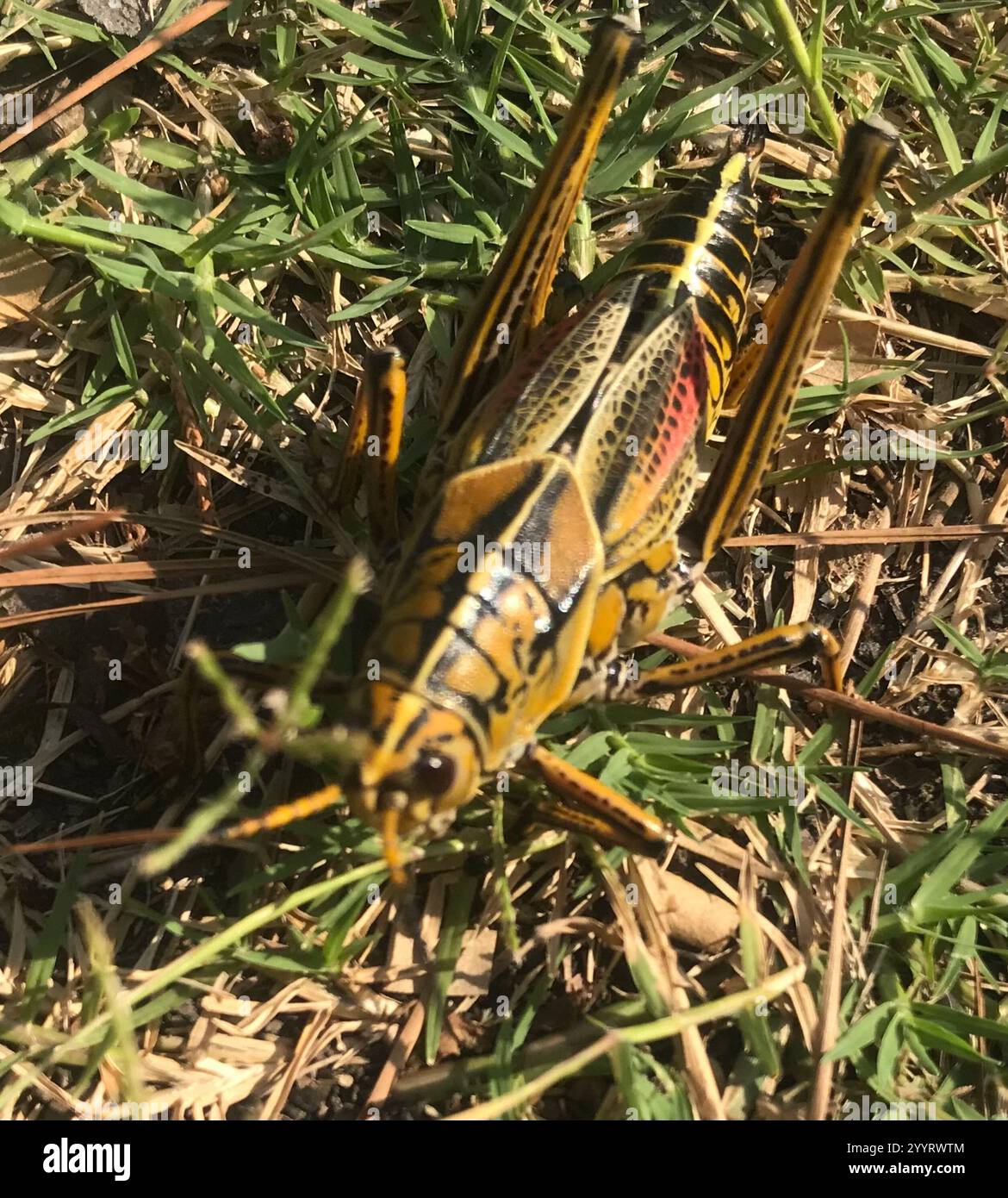 Eastern Lubber Grasshopper (Romalea microptera Stock Photo - Alamy