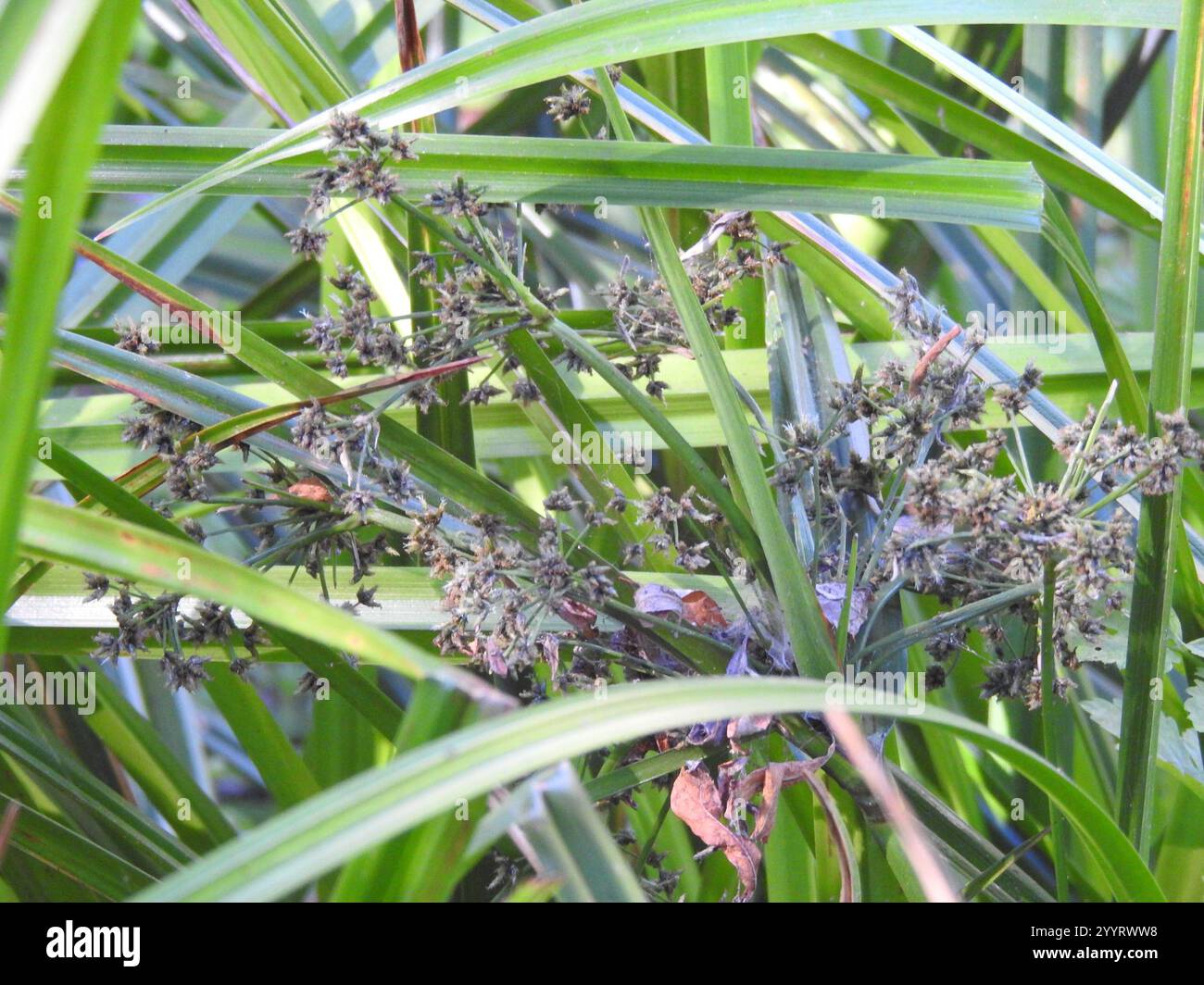 Panicled Bulrush (Scirpus microcarpus Stock Photo - Alamy