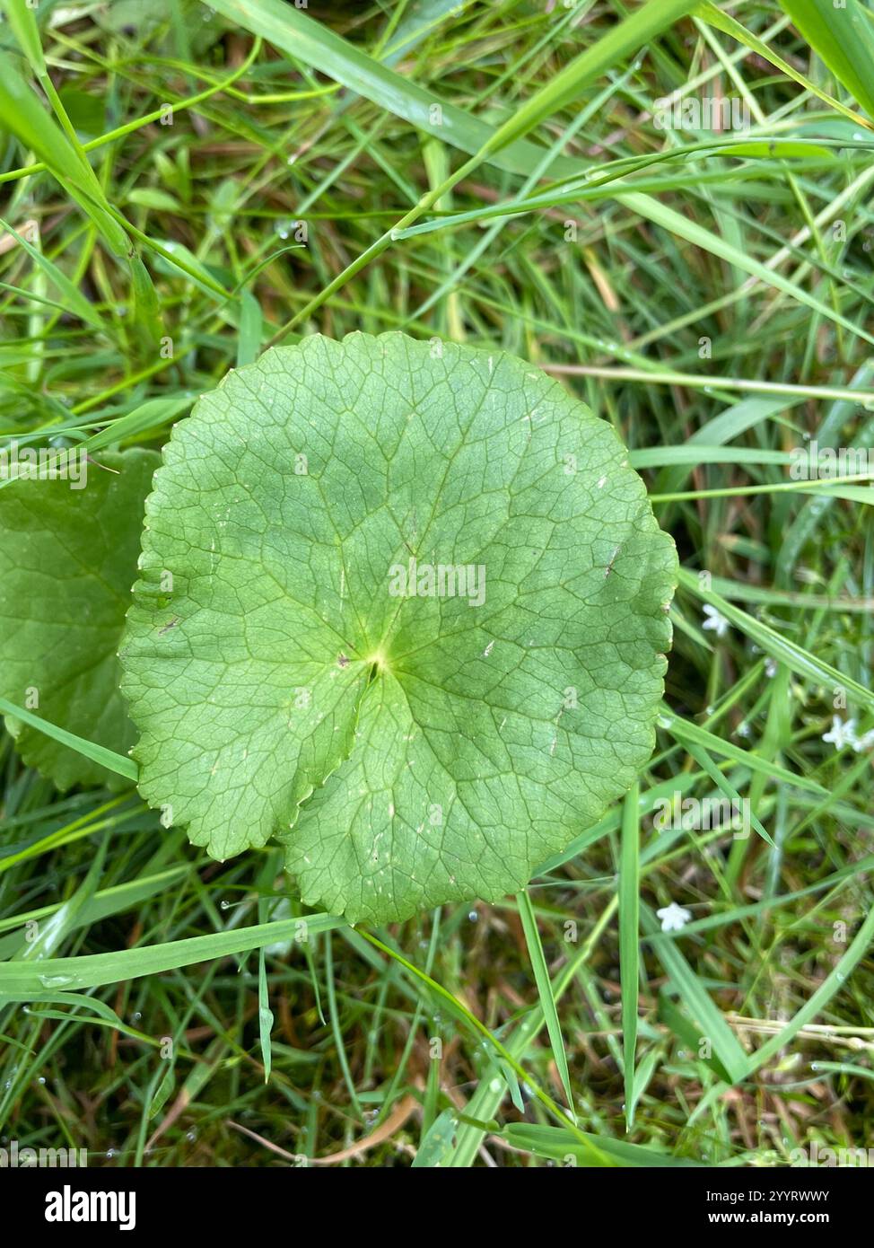 marsh marigold (Caltha palustris Stock Photo - Alamy