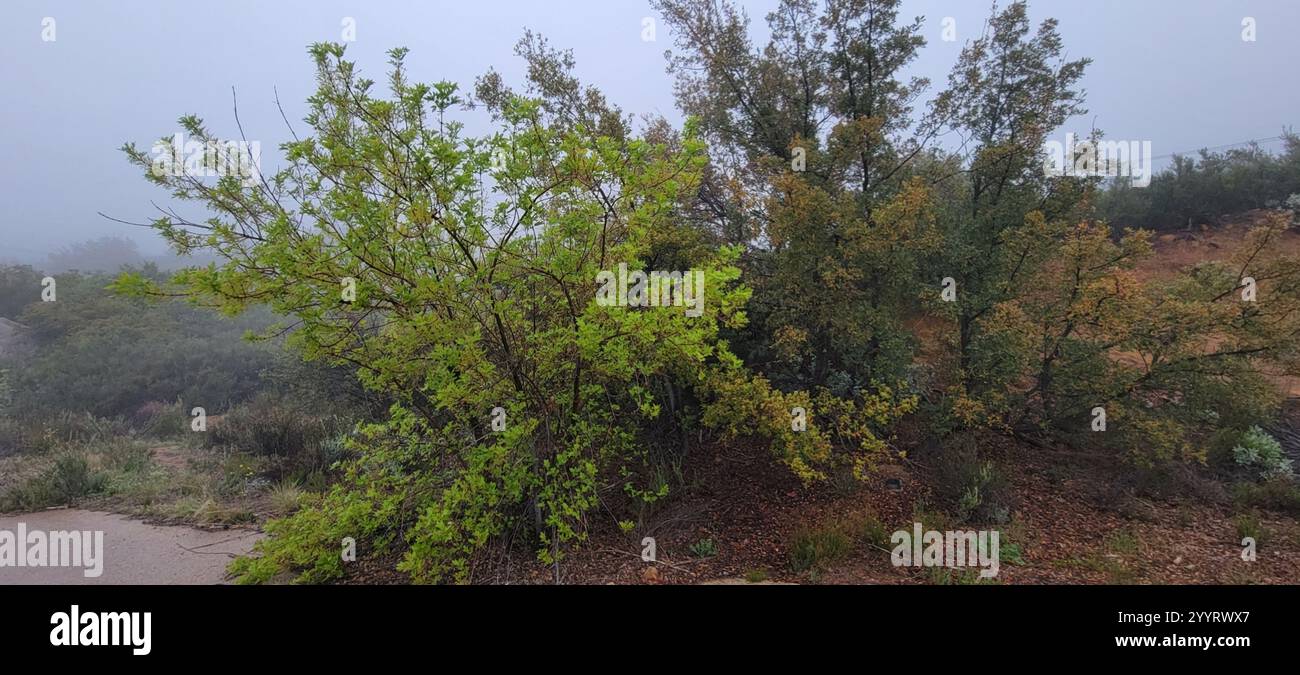 velvet ash (Fraxinus velutina Stock Photo - Alamy