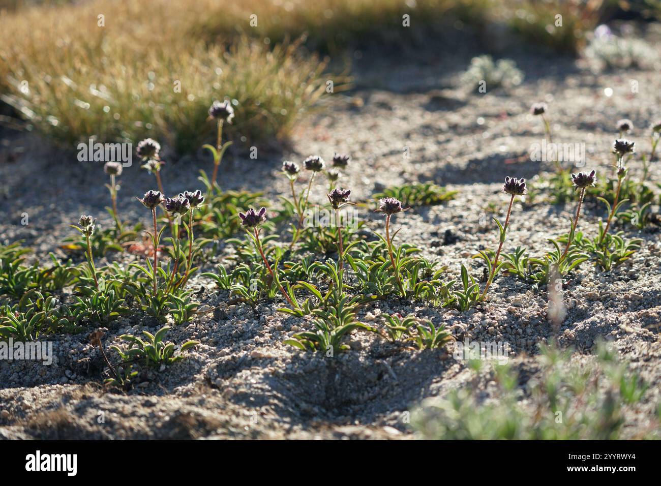 Sierra Penstemon (Penstemon heterodoxus Stock Photo - Alamy
