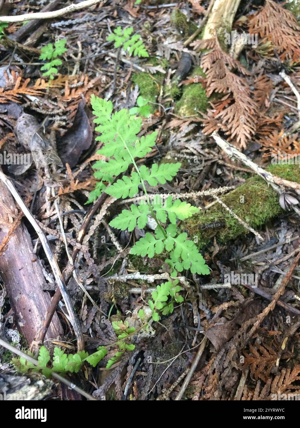 brittle bladderfern (Cystopteris fragilis Stock Photo - Alamy
