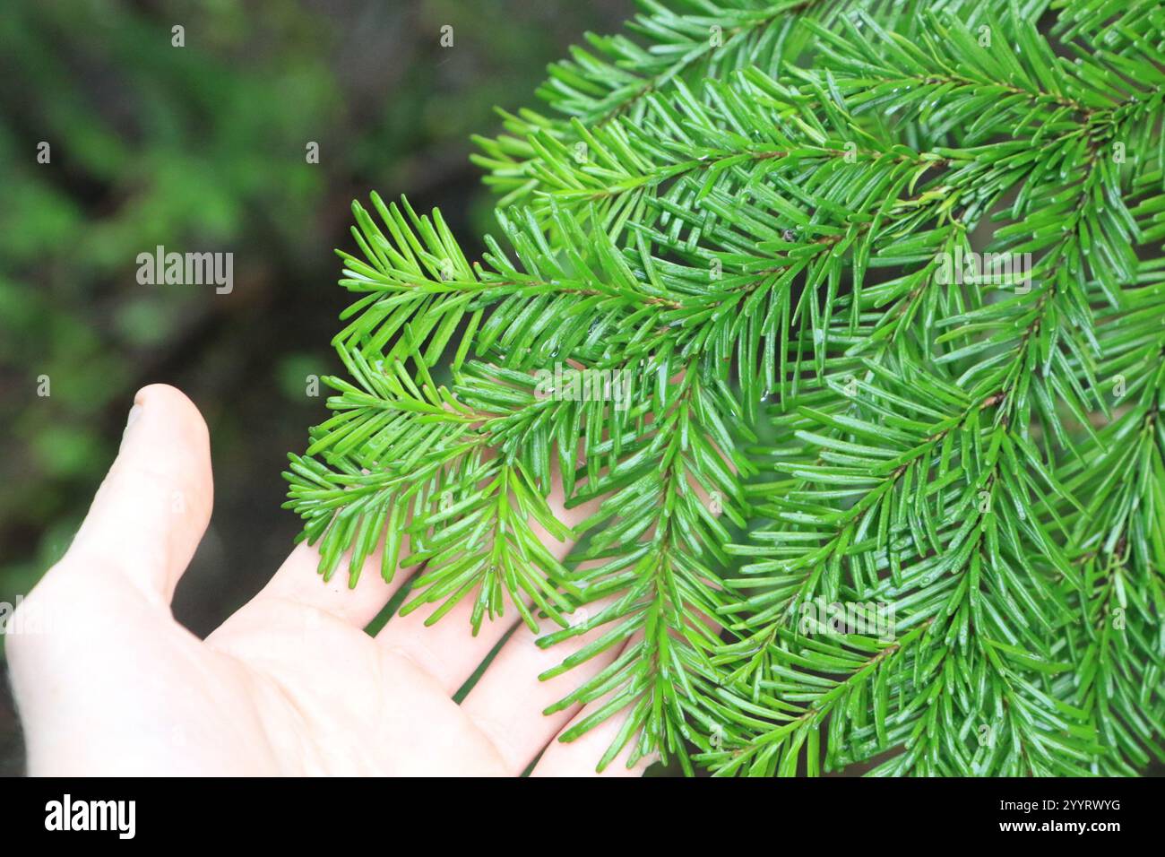 Pacific silver fir (Abies amabilis Stock Photo - Alamy