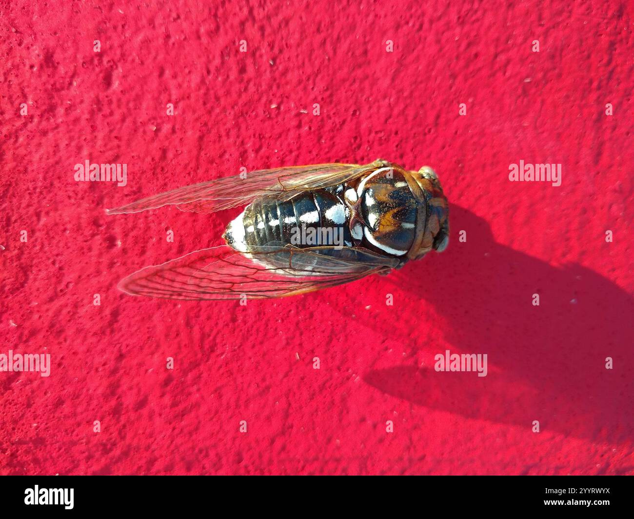 Bush Cicada (Megatibicen dorsatus Stock Photo - Alamy