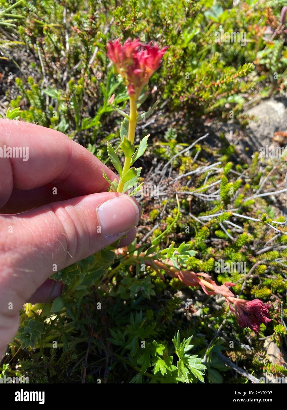 western roseroot (Rhodiola integrifolia Stock Photo - Alamy