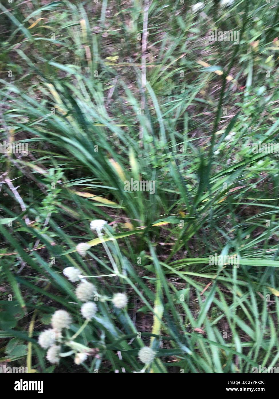 northern rattlesnake master (Eryngium yuccifolium yuccifolium Stock ...