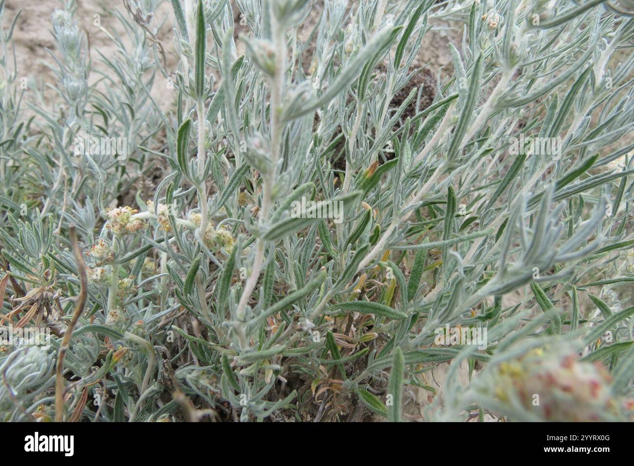 Winterfat (Krascheninnikovia lanata Stock Photo - Alamy