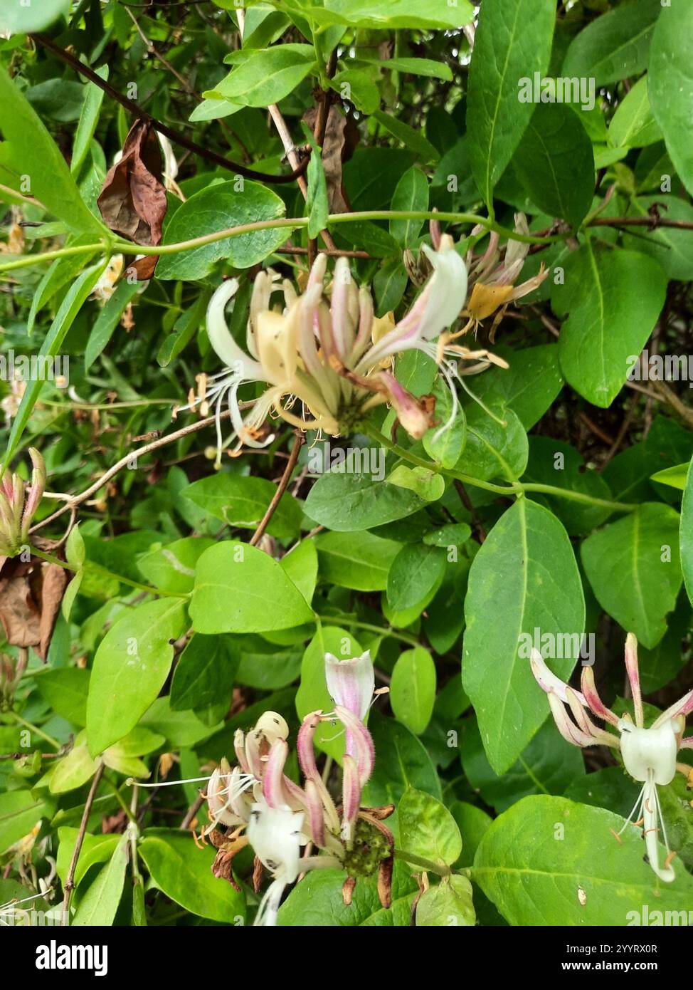 Common Honeysuckle (Lonicera periclymenum Stock Photo - Alamy