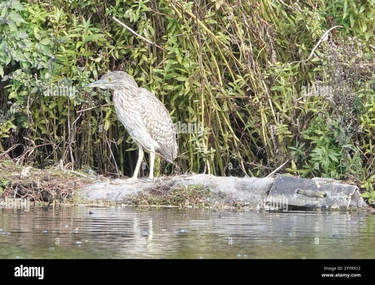 Nankeen Night Heron (Nycticorax caledonicus Stock Photo - Alamy