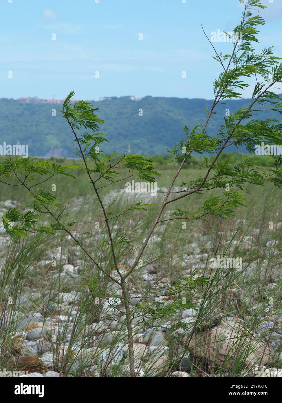 White leadtree (Leucaena leucocephala Stock Photo - Alamy