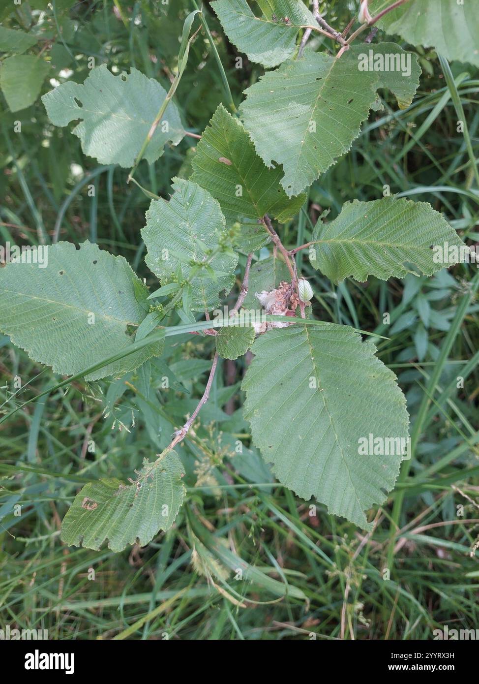 swamp alder (Alnus incana rugosa Stock Photo - Alamy